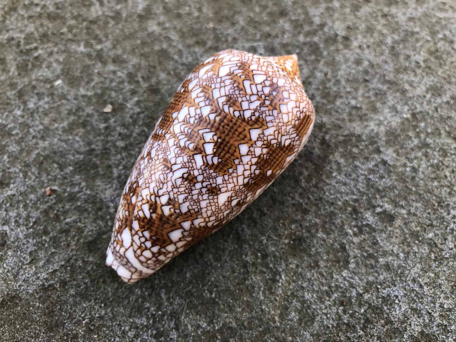 Wolfram’s Rule 30 and the Conus Textile – How To Speak Machine 📘 ...