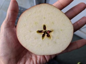 Apples and Five-Fold Symmetry – How To Speak Machine 📘: Computational ...